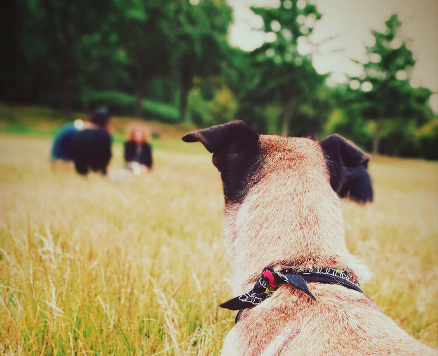 Cani-marches collectives - Dog's Family